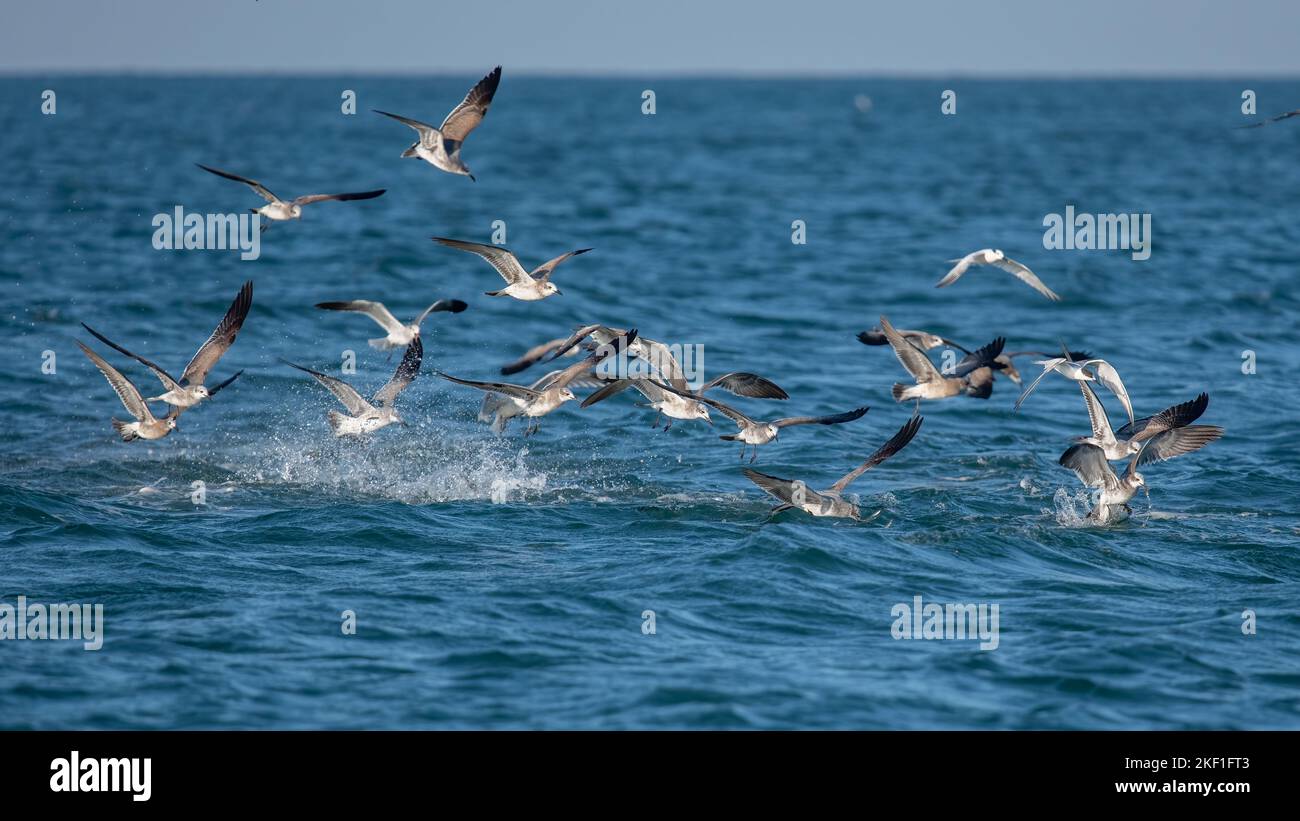 A group of gulls with open wings flying near the surface and swimming ...