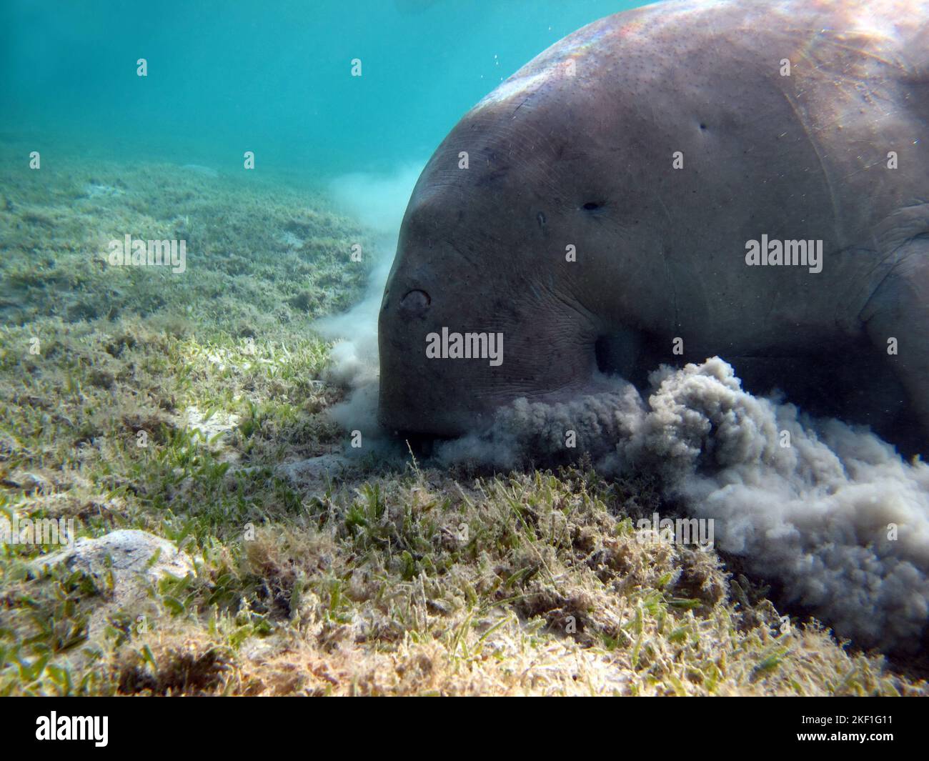 Dugong. Baby dugong from the bay of Marsa Mubarak . Dugongo. Sea Cow in ...