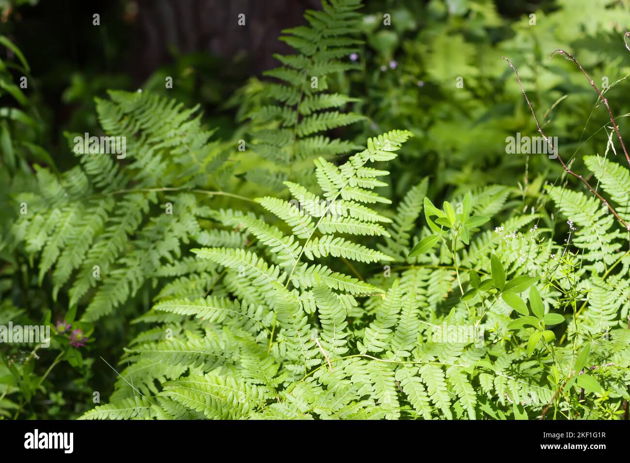 Green ferns leaves in a wild forest Stock Photo - Alamy