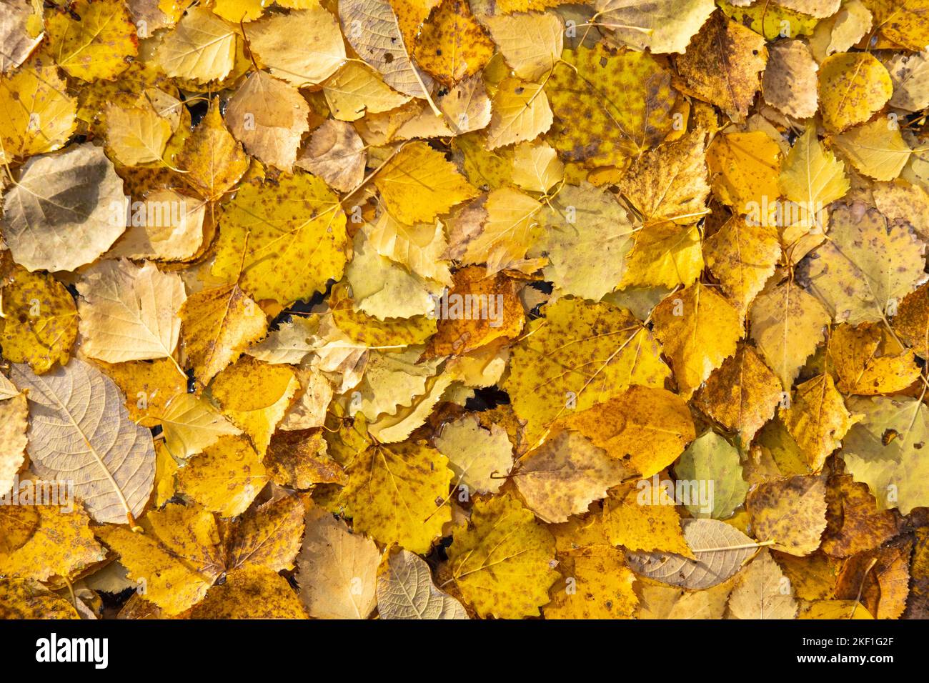 Autumn yellow fallen leaves on float on water, background texture. Colourful fall leaves in pond ...