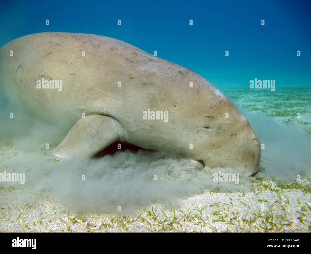 Dugong. Baby dugong from the bay of Marsa Mubarak . Dugongo. Sea Cow in ...