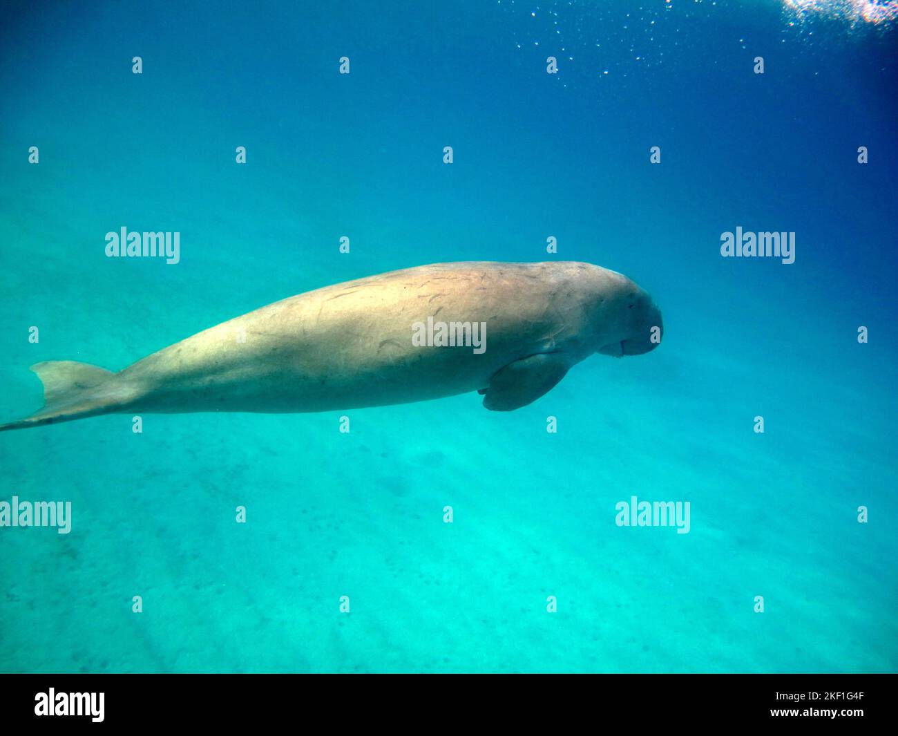 Dugong. Baby dugong from the bay of Marsa Mubarak . Dugongo. Sea Cow in ...