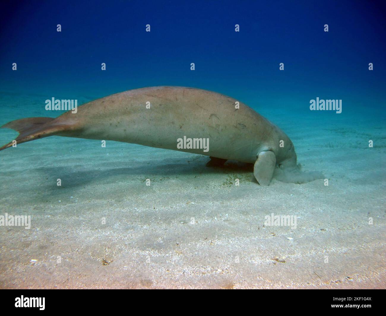 Dugong. Baby dugong from the bay of Marsa Mubarak . Dugongo. Sea Cow in ...