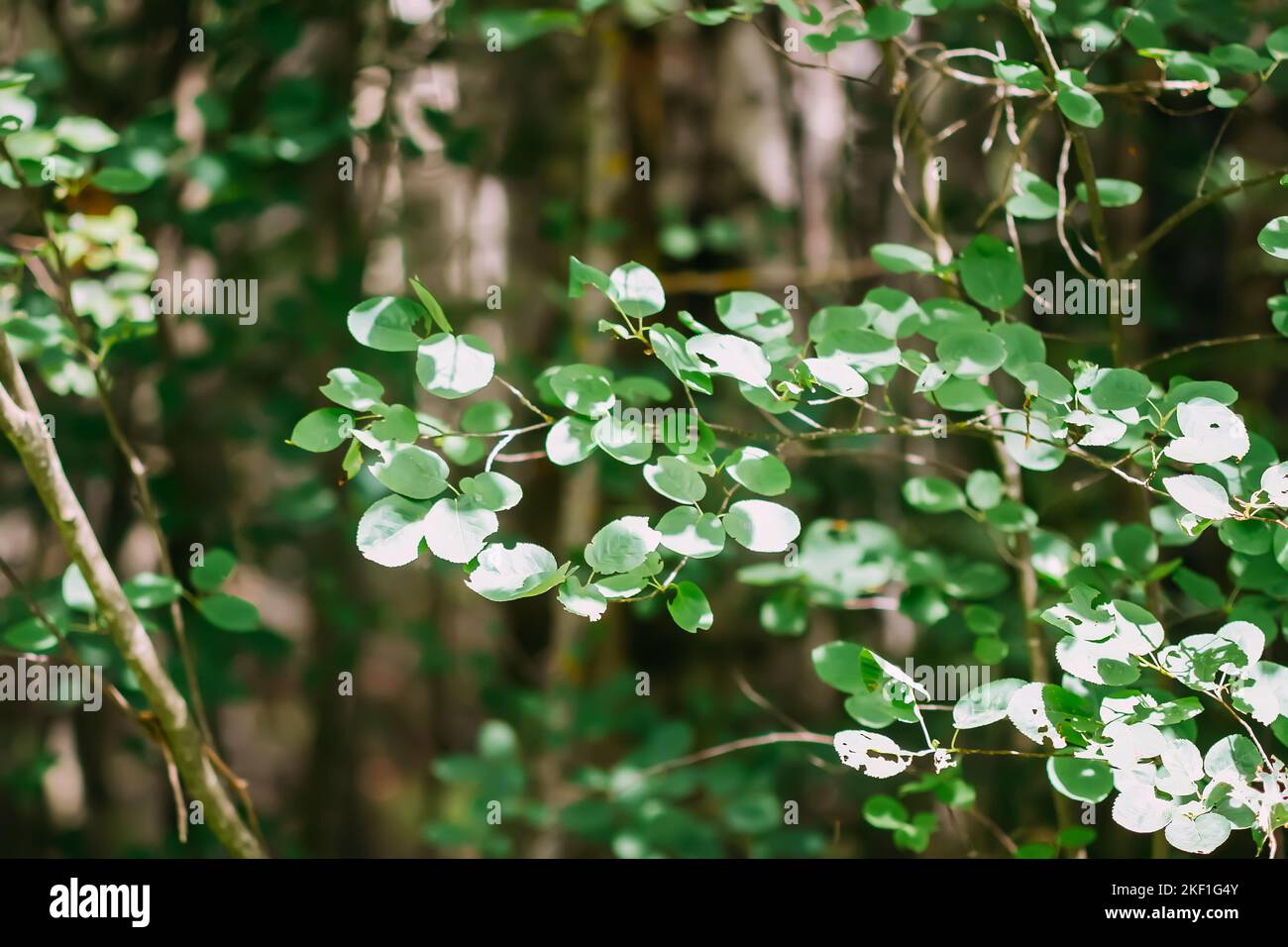 Wild plants in a summer forest in the countryside Stock Photo - Alamy