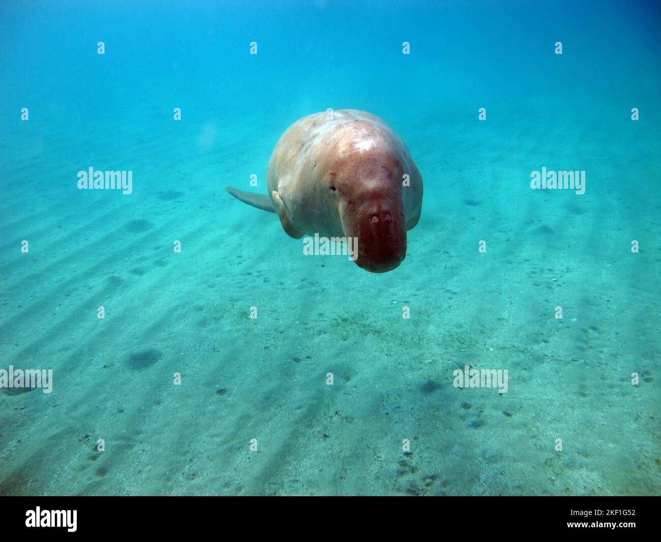 Dugong. Baby dugong from the bay of Marsa Mubarak . Dugongo. Sea Cow in ...