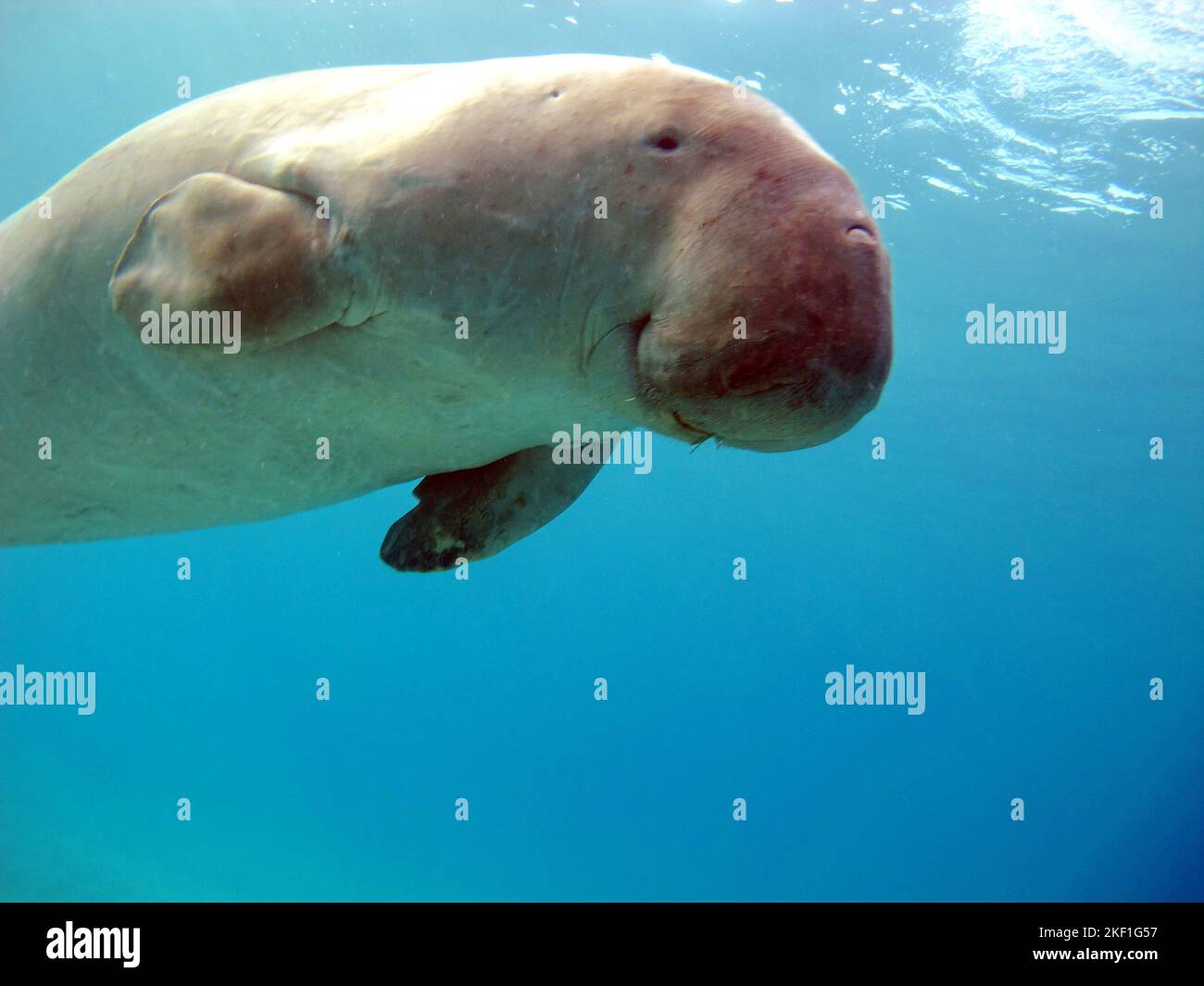 Dugong. Baby dugong from the bay of Marsa Mubarak . Dugongo. Sea Cow in Marsa Alam. Marsa ...