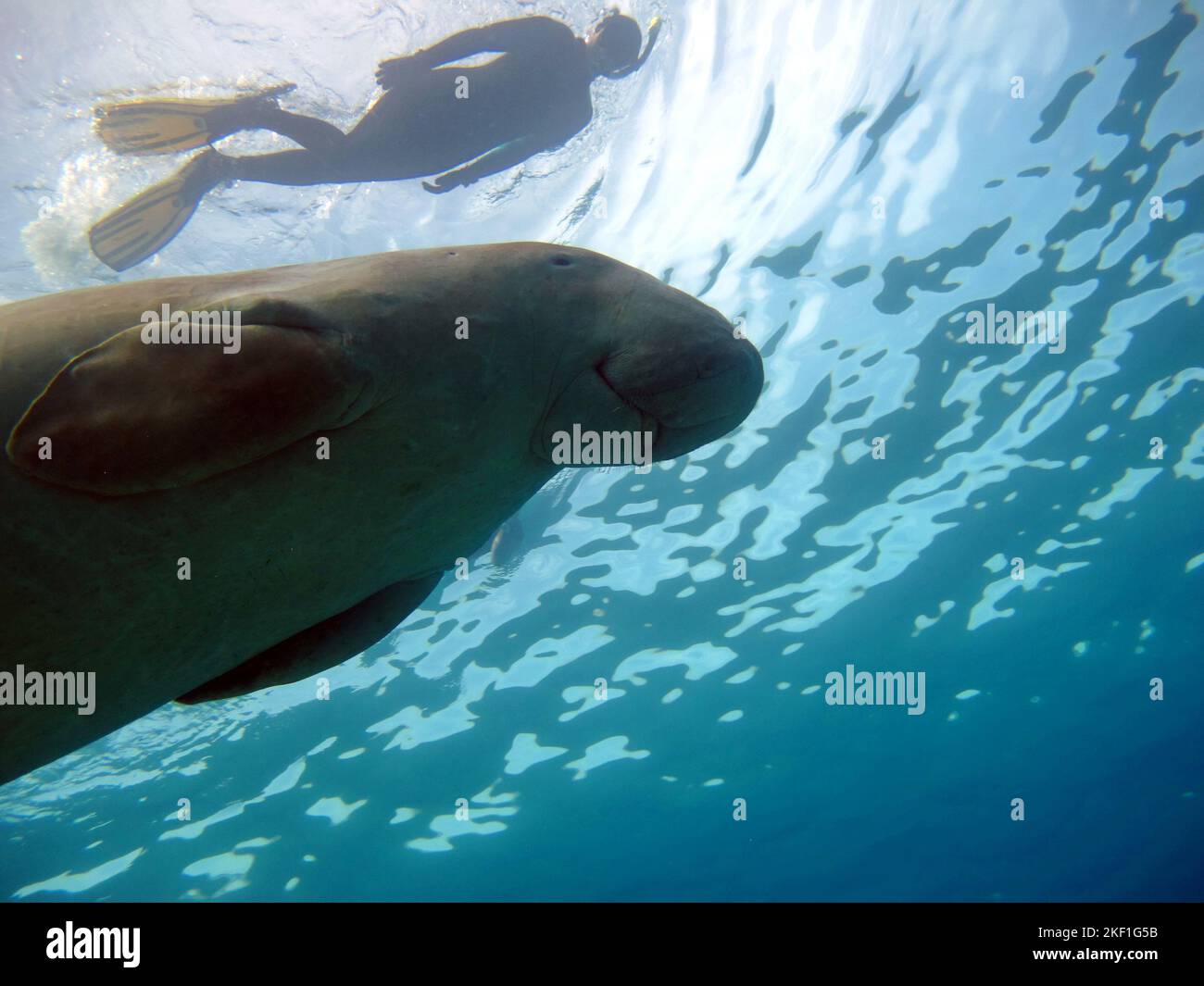 Dugong. Baby dugong from the bay of Marsa Mubarak . Dugongo. Sea Cow in ...