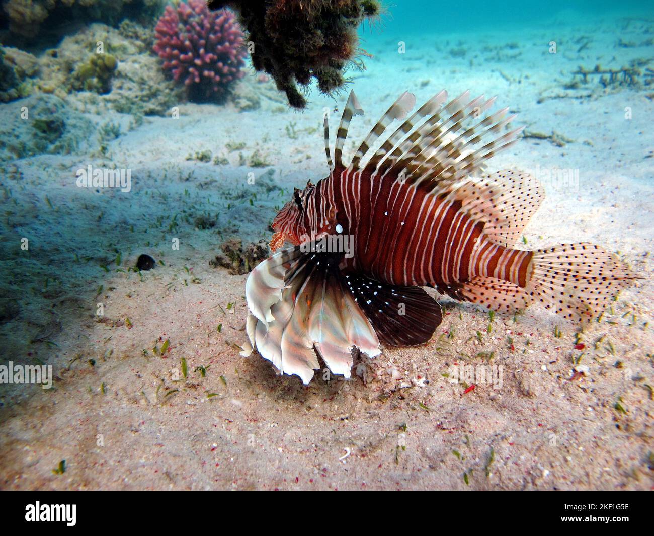 Lion Fish in the Red Sea. Lion Fish in the Red Sea in clear blue water ...