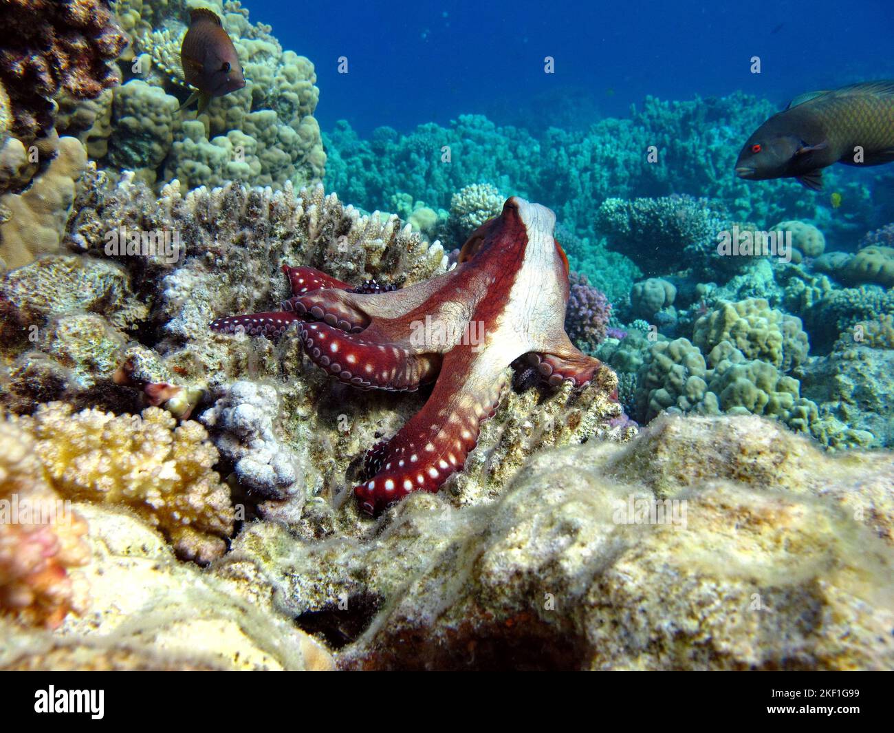 Big Blue Octopus (Octopus cyanea) Octopus. Big Blue Octopus on the Red ...
