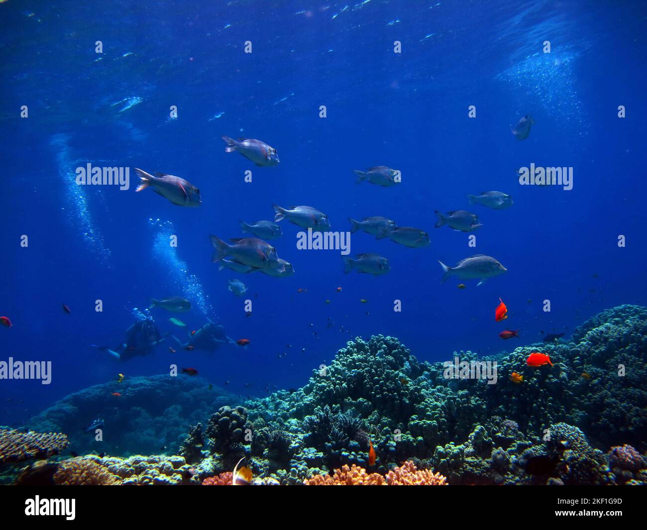 Colorful tropical fish on a coral reef, amazingly beautiful fairy world ...