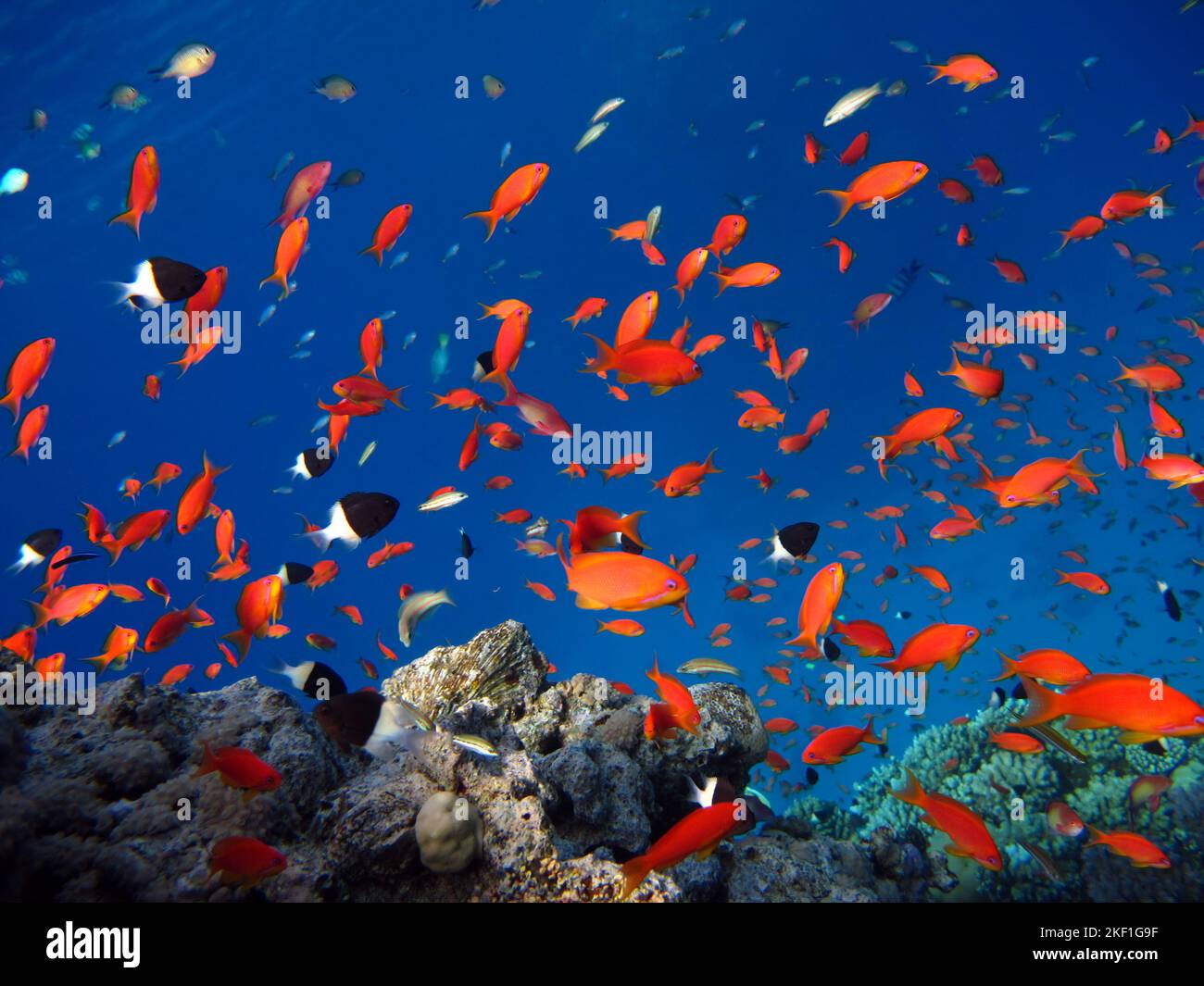 Colorful tropical fish on a coral reef, amazingly beautiful fairy world ...