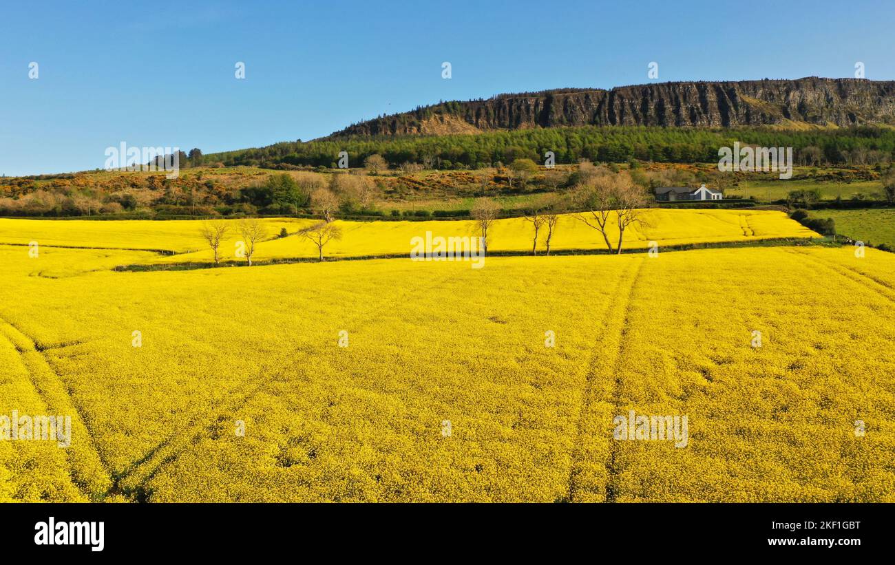 A beautiful view of yellow farmland in front of the rocky mountain on a ...