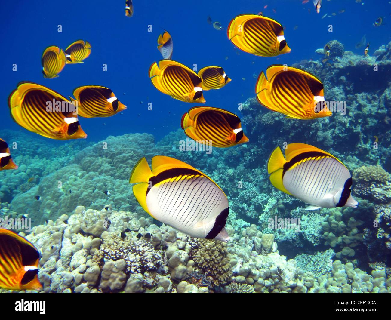Colorful tropical fish on a coral reef, amazingly beautiful fairy world ...