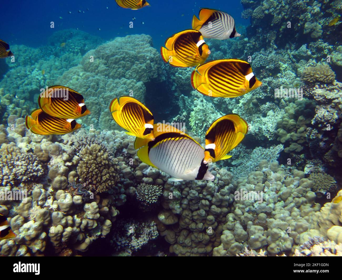 Colorful tropical fish on a coral reef, amazingly beautiful fairy world ...