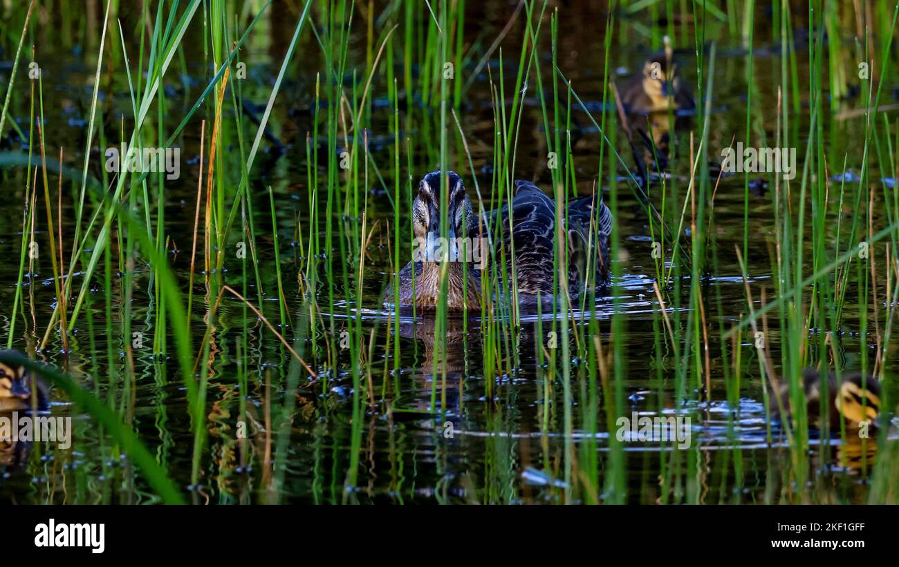 a closeup of a duck swimming in a pond behind surrounded by grass Stock ...