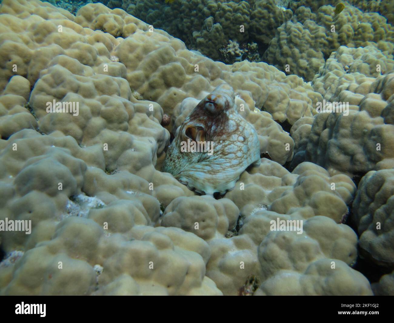 Big Blue Octopus (Octopus cyanea) Octopus. Big Blue Octopus on the Red ...