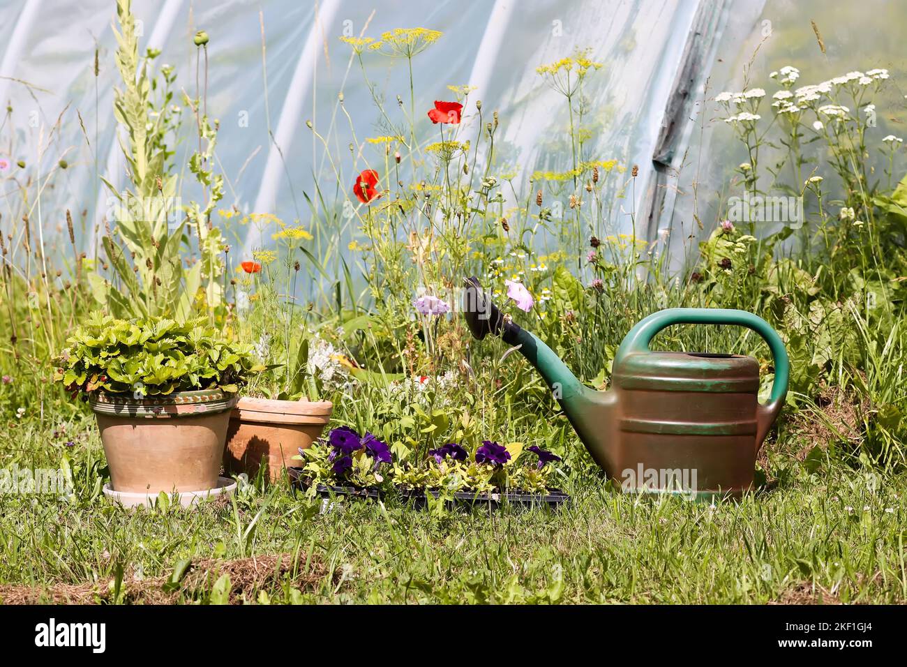 Watering can and potted plants outdoors Stock Photo - Alamy
