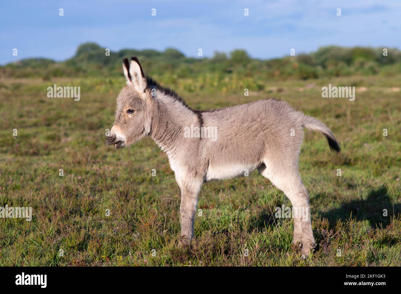 A donky foal, Fritham Plain, New Forest National Park Stock Photo - Alamy