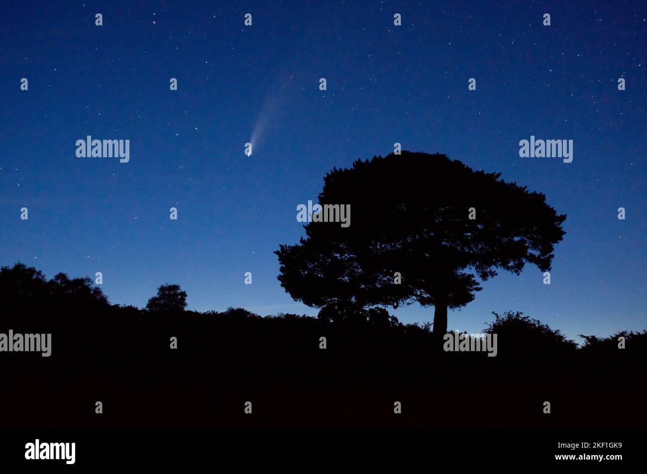 Comet Neowise over the New Forest Stock Photo - Alamy