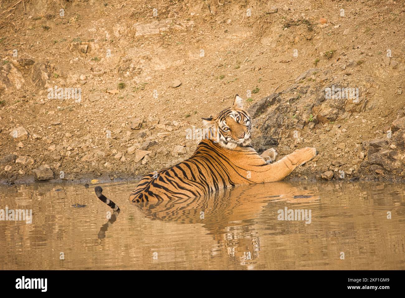 Female Bold and Ferocious Tiger drinking water at waterbody at Kabini ...