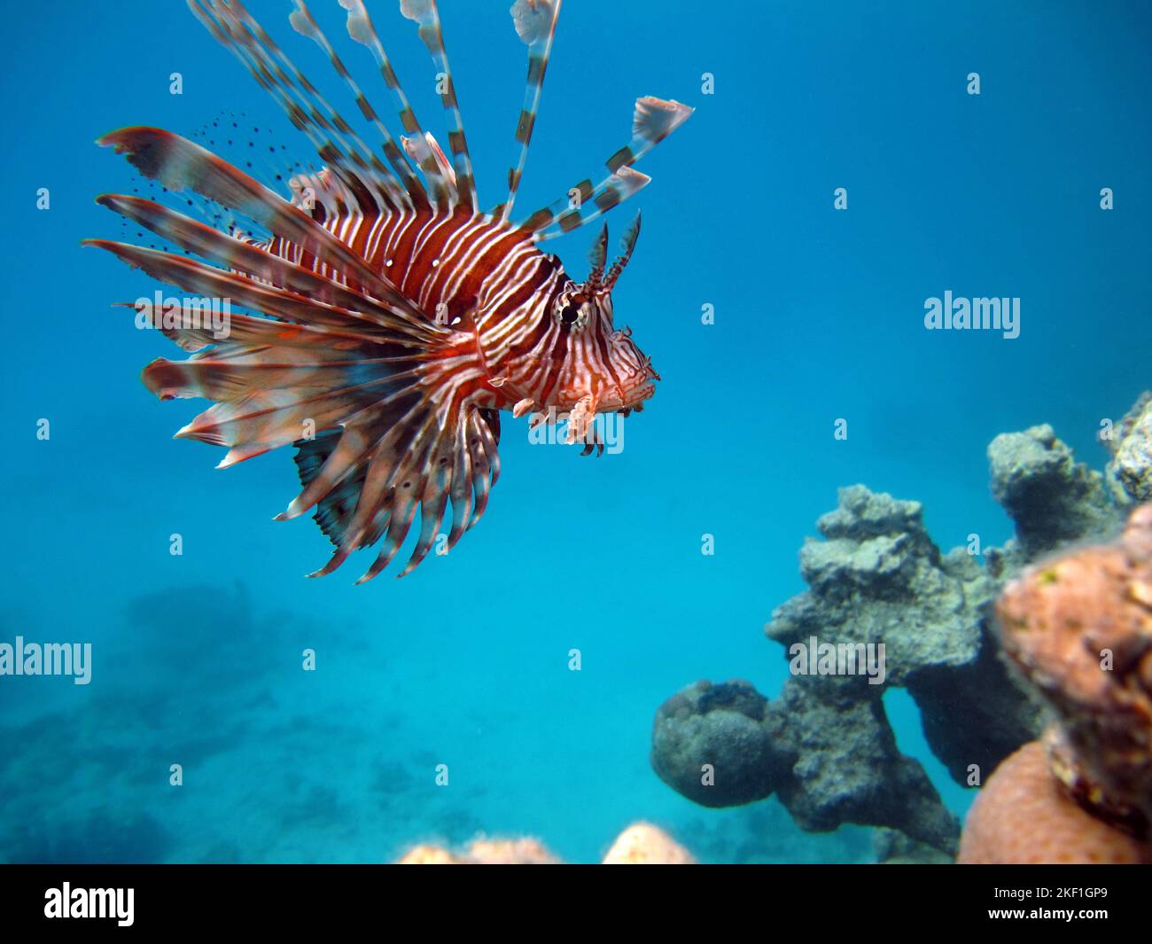 Lion Fish in the Red Sea. Lion Fish in the Red Sea in clear blue water ...