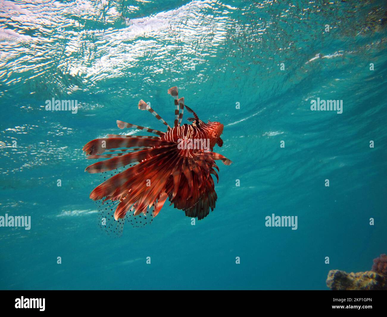 Lion Fish in the Red Sea. Lion Fish in the Red Sea in clear blue water ...