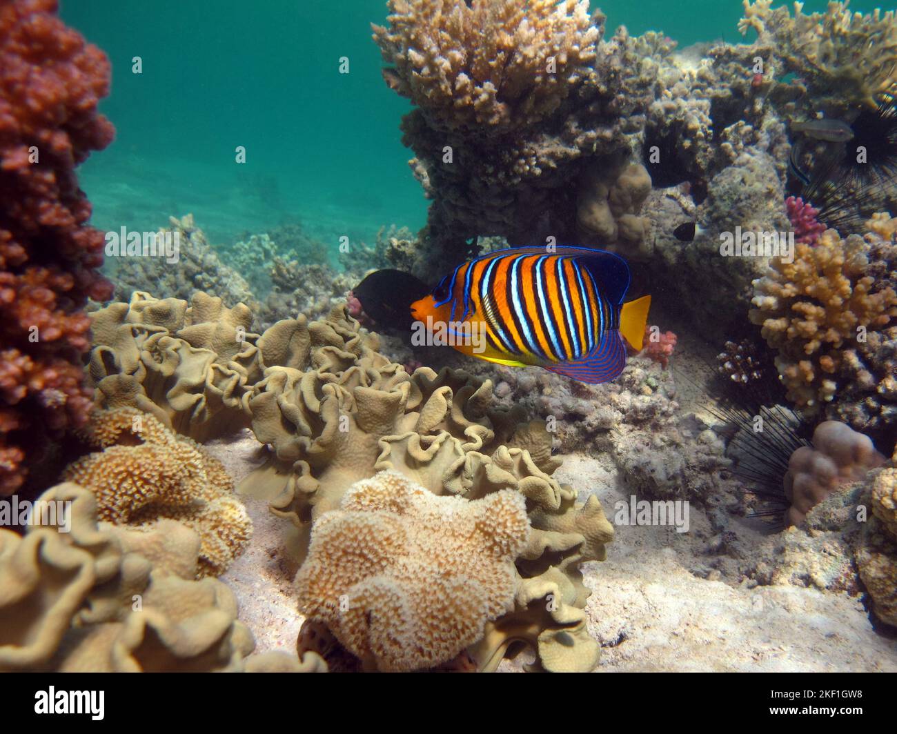 Royal angel fish hi-res stock photography and images - Alamy