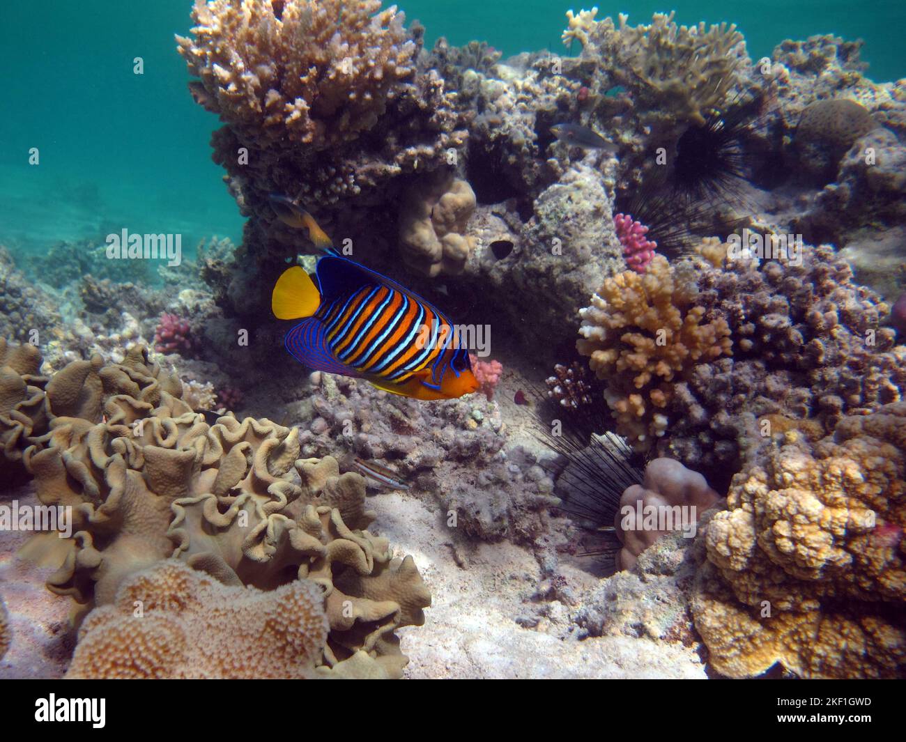 Royal angelfish. Fishes - a type of bone fish Osteichthyes. Angelfish ...