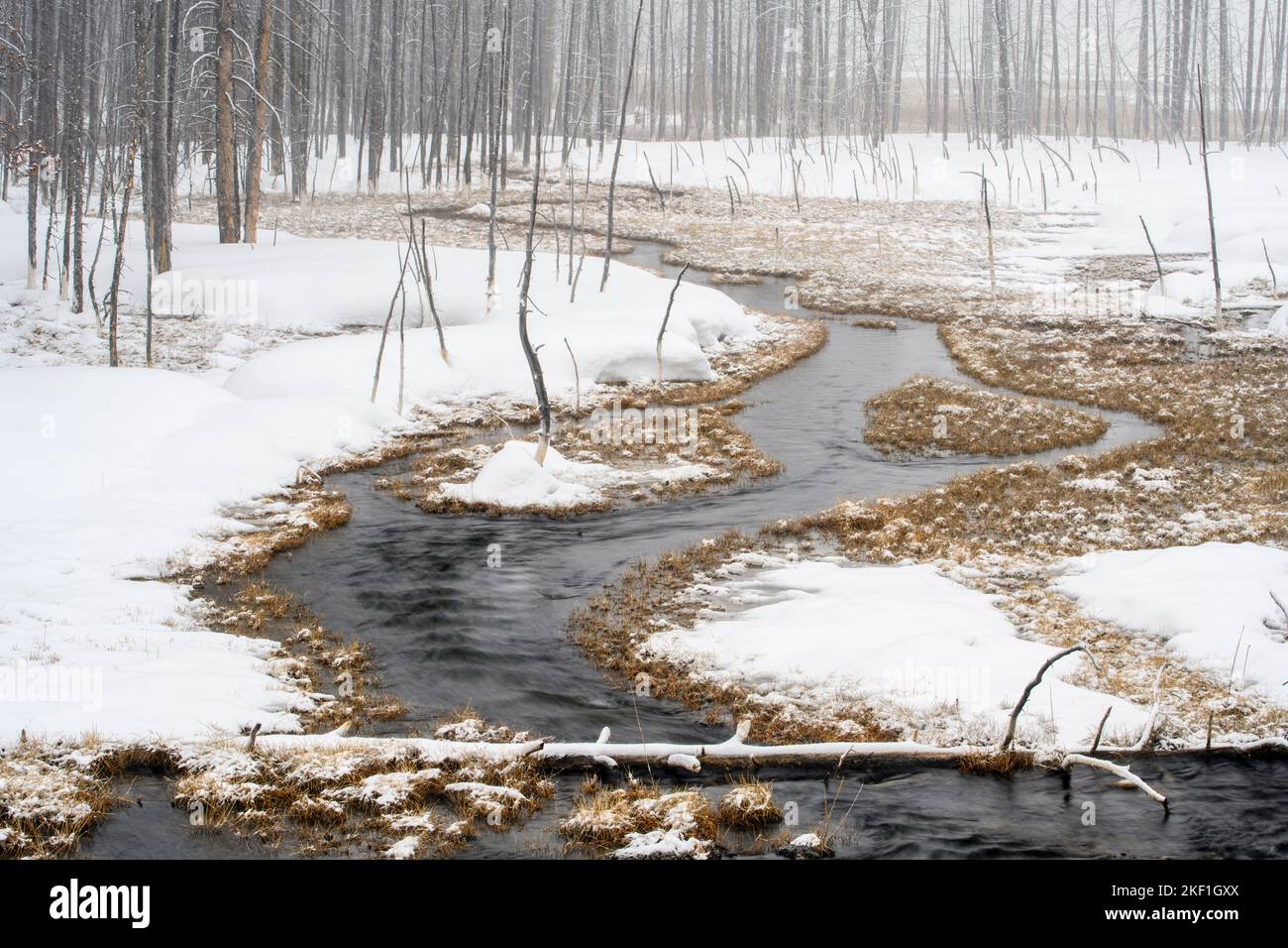 Ghost trees and watercourse near Fountain flats in winter, Yellowstone ...