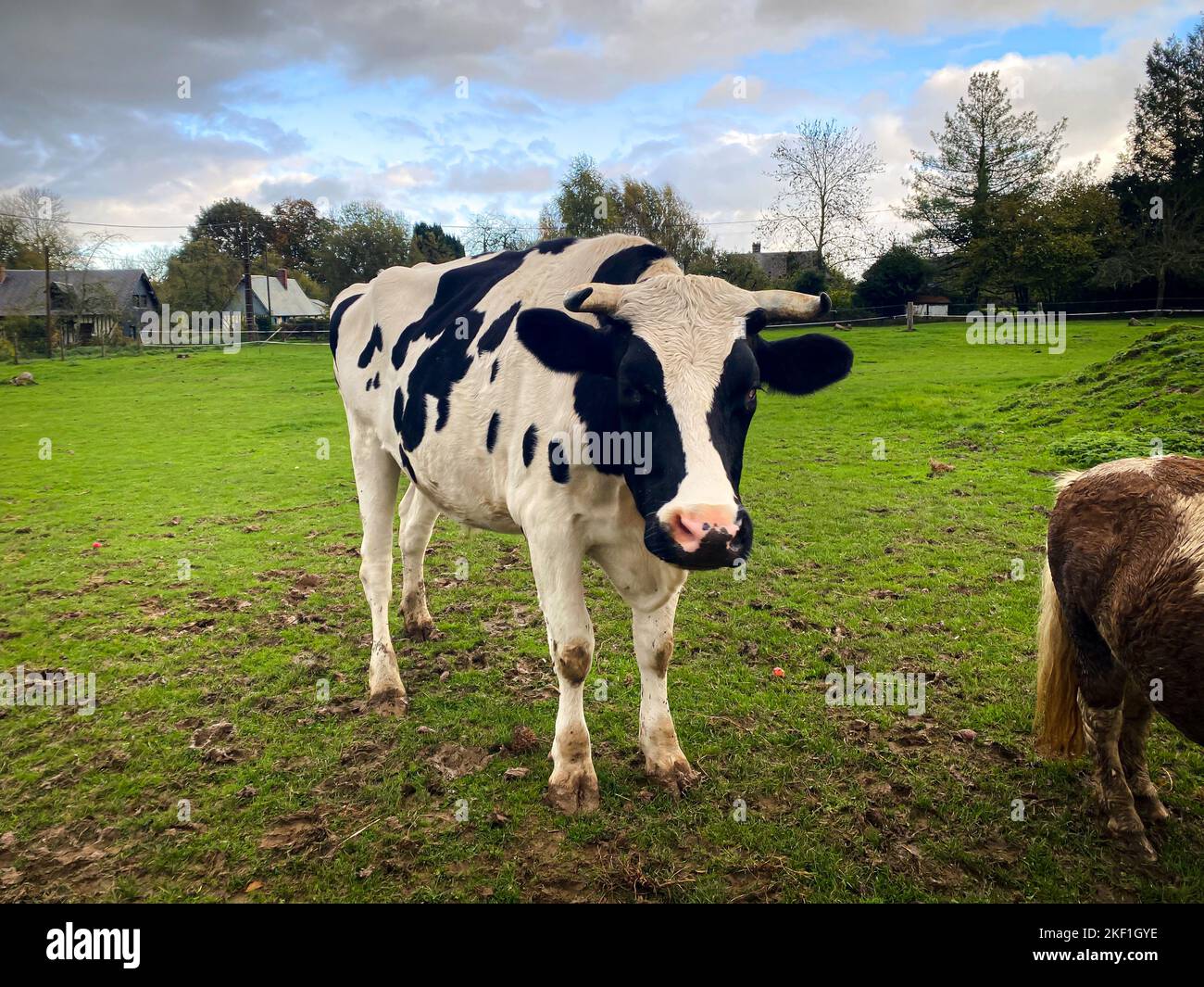 Black and white bull hi-res stock photography and images - Alamy
