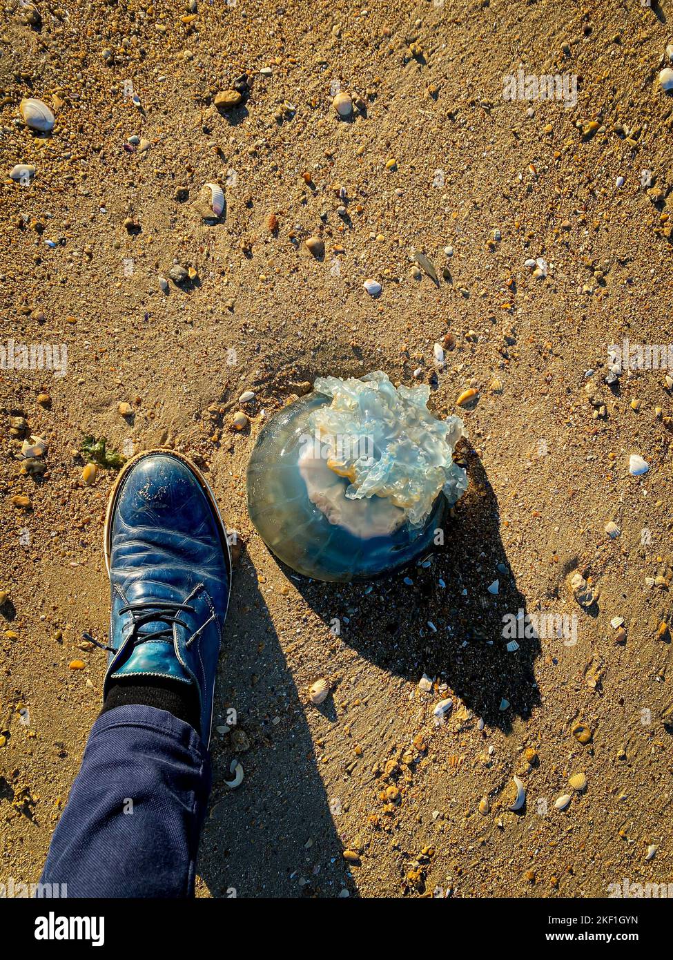 jellyfish on the beach thrown by the sea at low tide, jellyfish next to ...