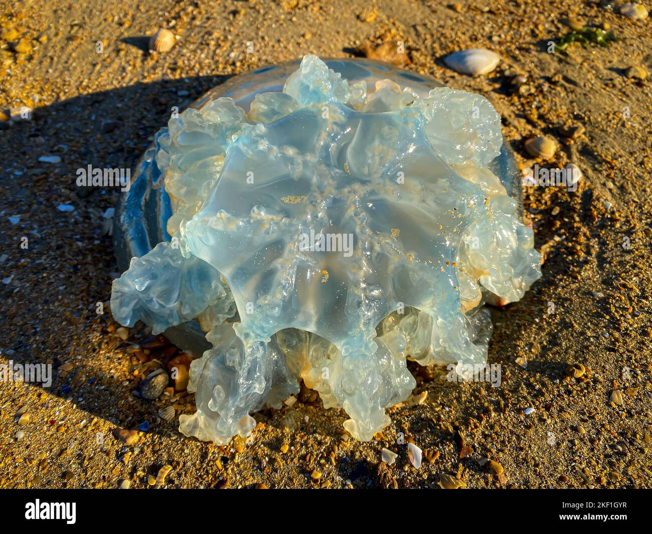 jellyfish on the beach washed up by the sea at low tide Stock Photo - Alamy