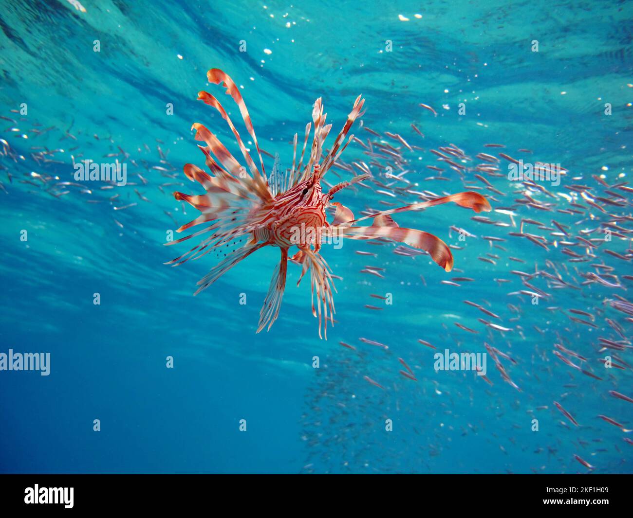 Lion Fish in the Red Sea. Lion Fish in the Red Sea in clear blue water ...