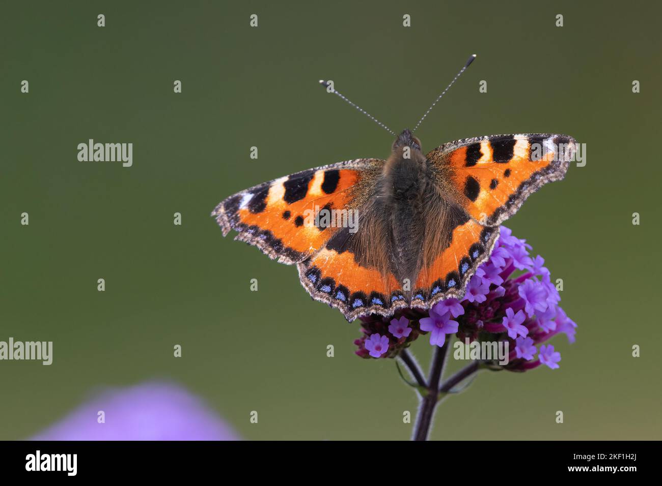 British garden insects hi-res stock photography and images - Alamy