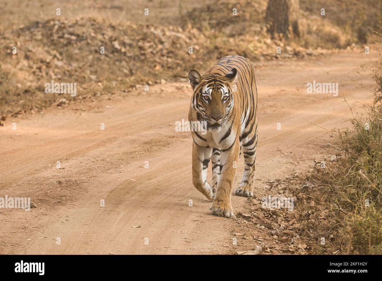 Female Bold and Ferocious Tiger at Kabini, Nagarhole National Park ...