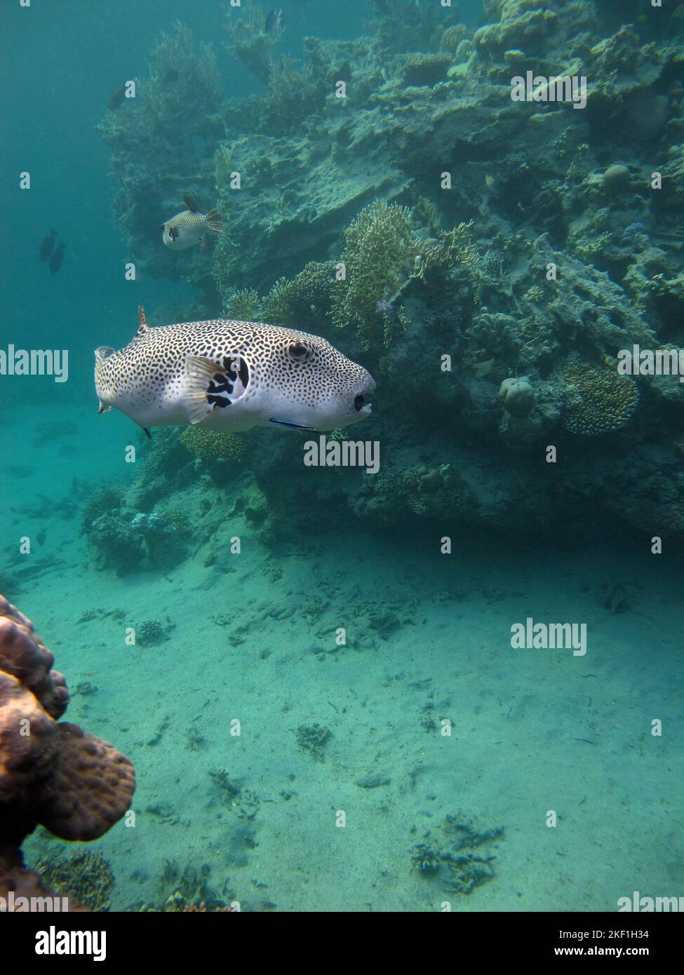 Colorful tropical fish on a coral reef, amazingly beautiful fairy world ...