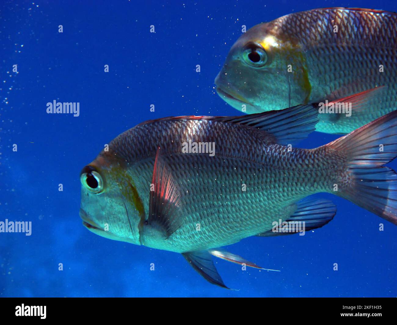 Colorful tropical fish on a coral reef, amazingly beautiful fairy world ...