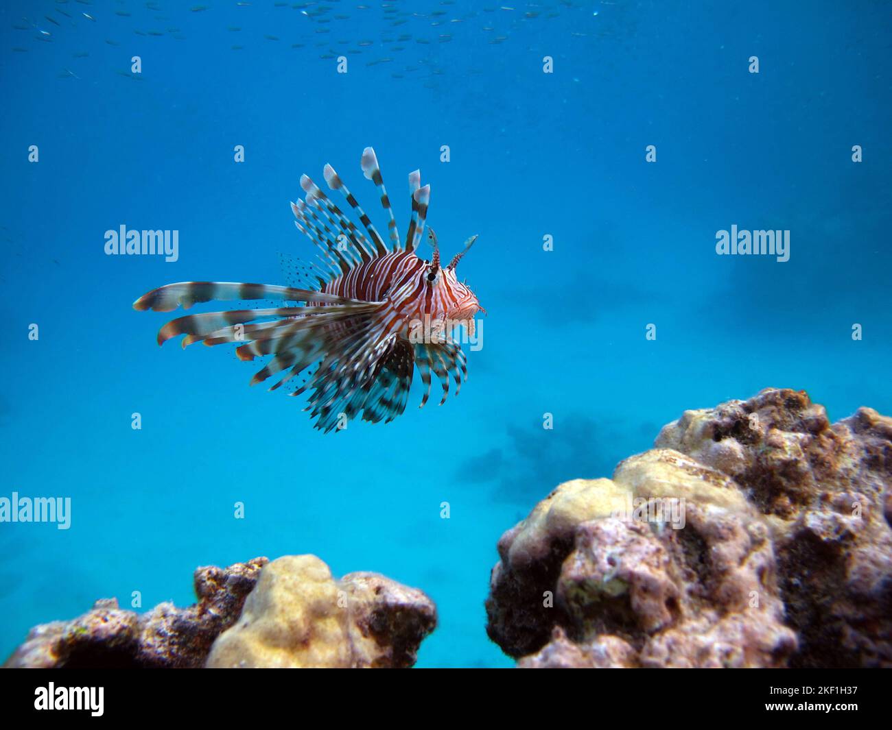 Lion Fish in the Red Sea. Lion Fish in the Red Sea in clear blue water ...