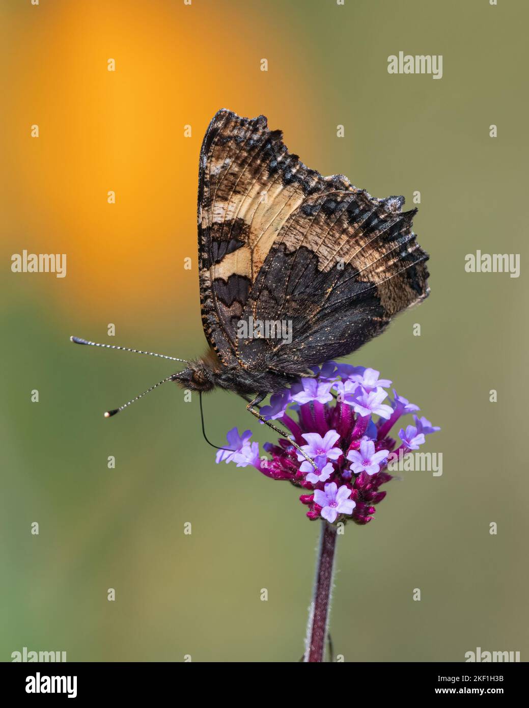 British garden insects hi-res stock photography and images - Alamy