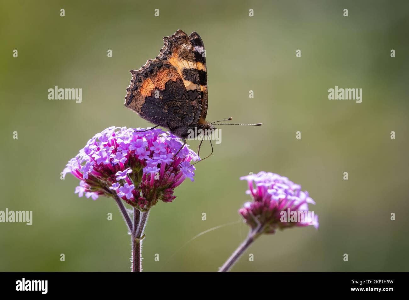 British garden insects hi-res stock photography and images - Alamy