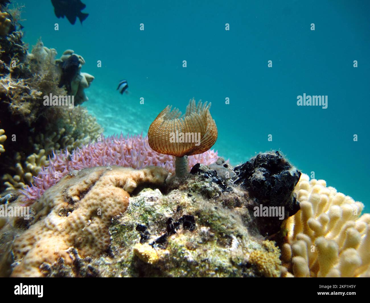 Beautiful coral reefs of the Red Sea. Beautiful coral reefs of the Red ...