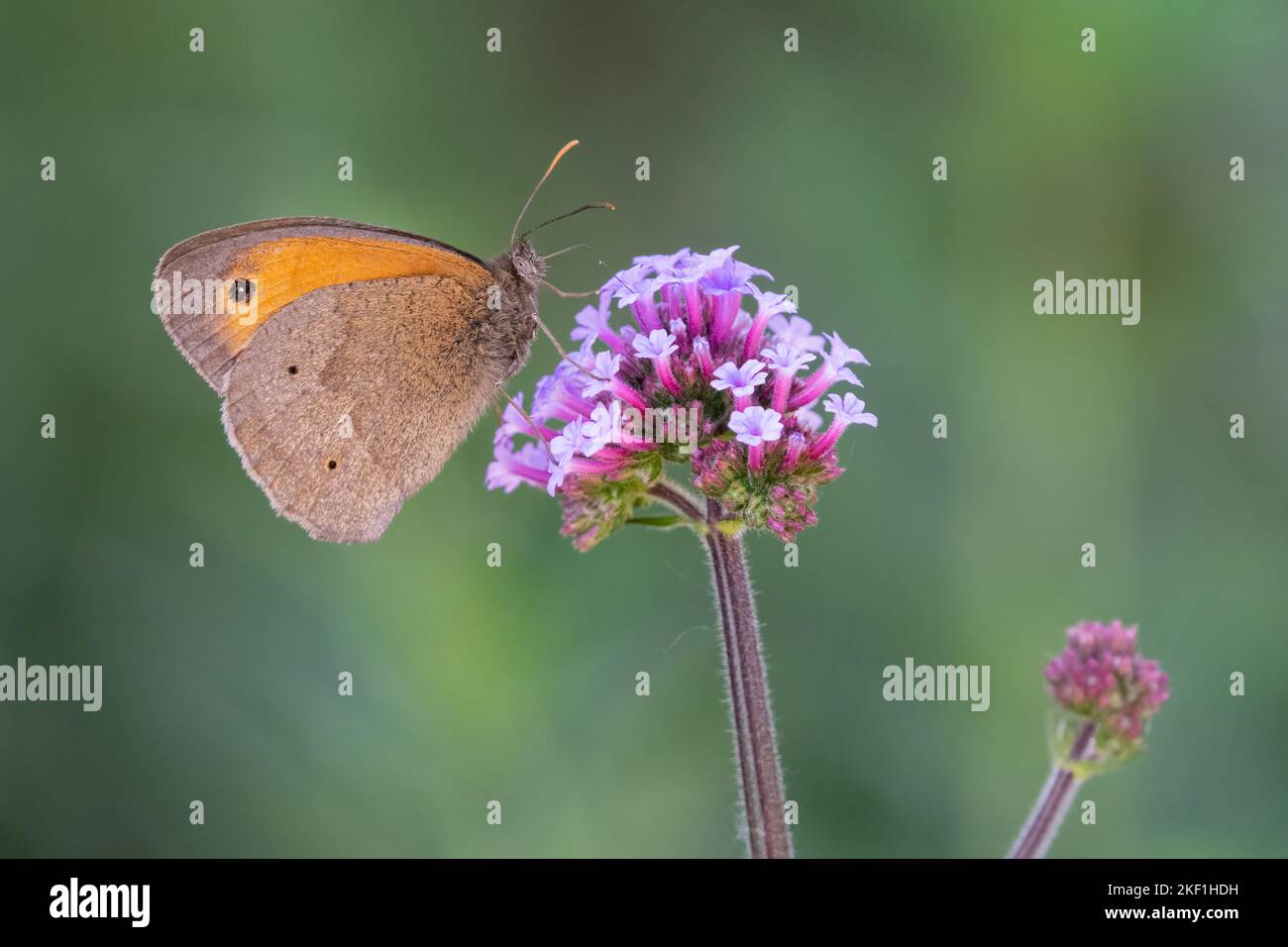 Meadow brown butterfly (Maniola jurtina) feeding on a verbena flower ...
