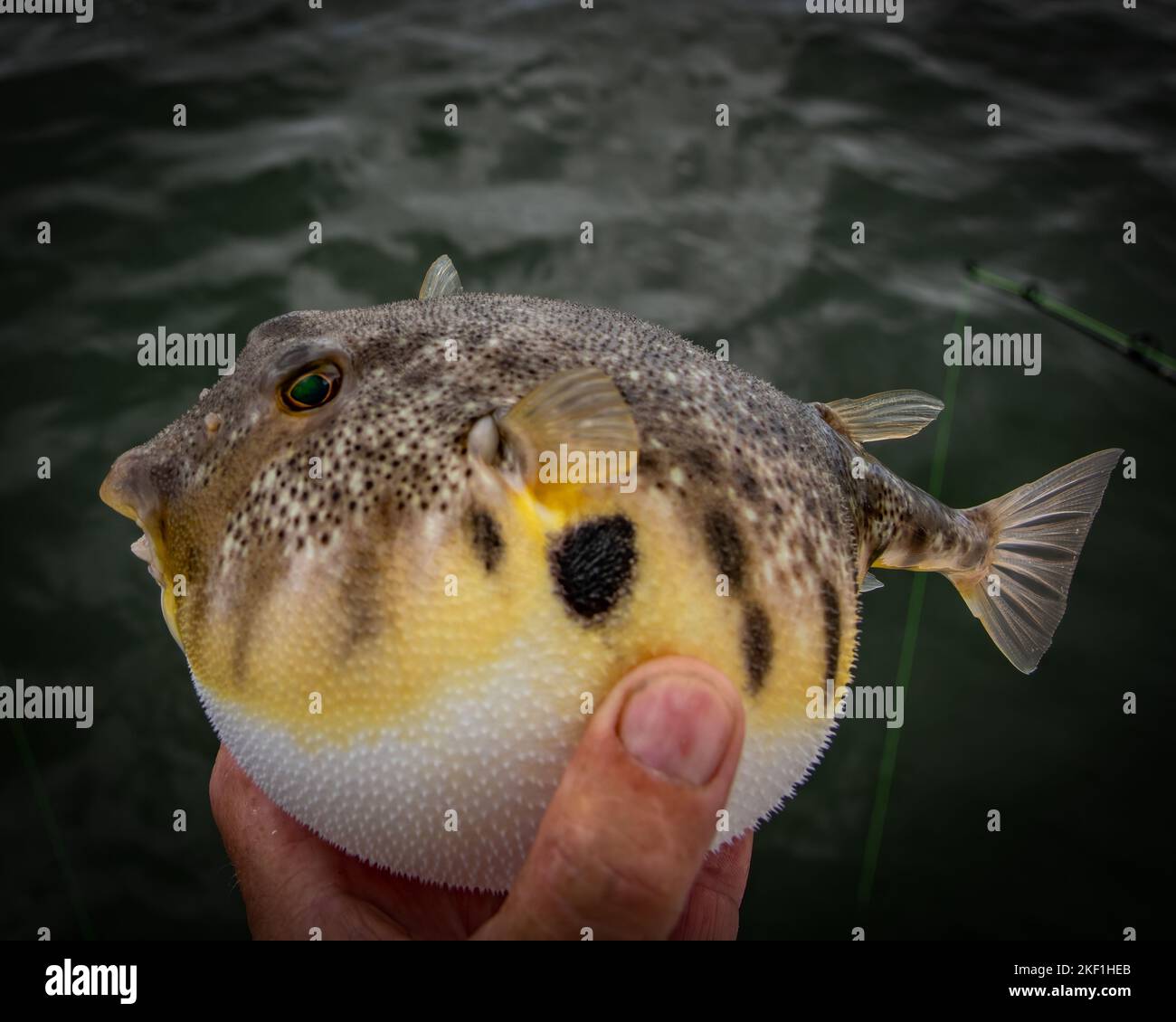 A closeup of fisherman's hand holding adorable chubby pufferfish with ...