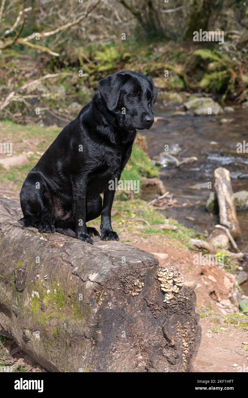 Portrait of a young black Labrador sitting on a log Stock Photo - Alamy