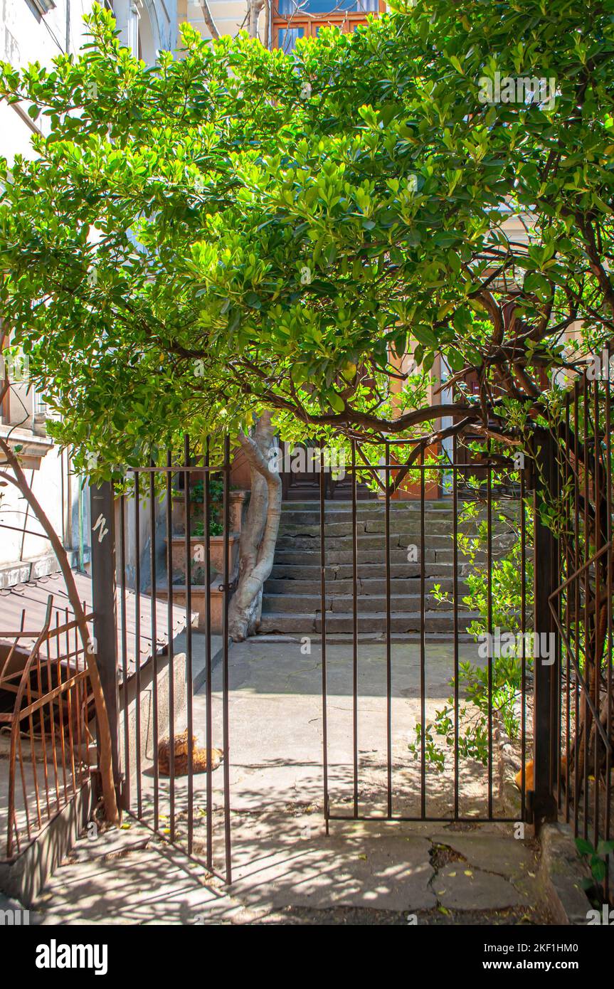 Black gateway with green tree and plant in sunny day in the garden ...