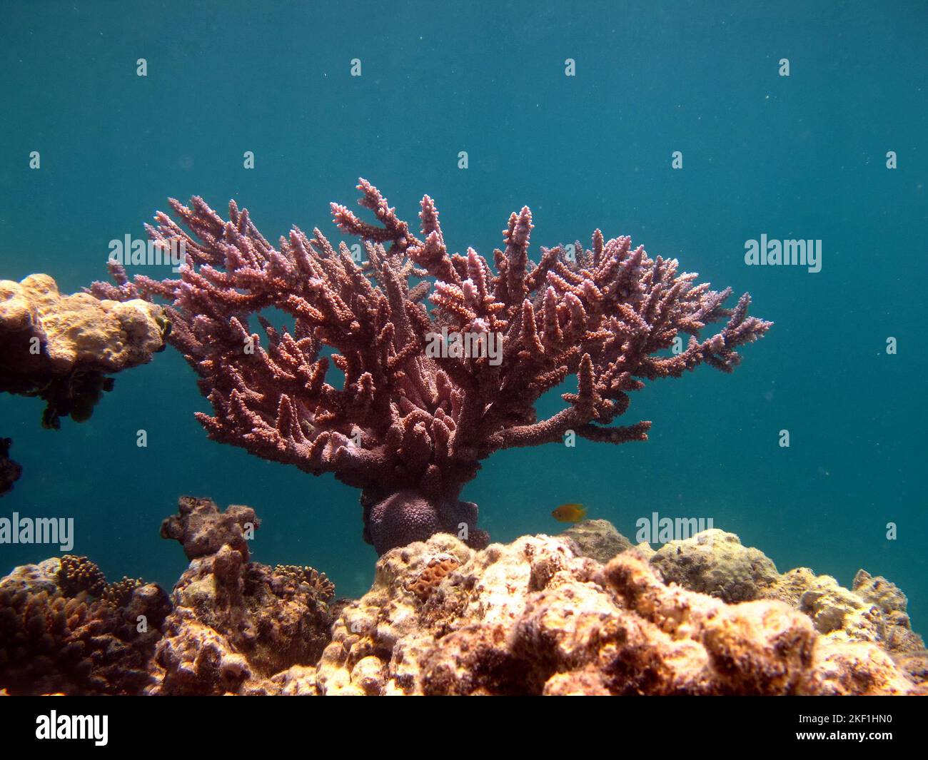 Beautiful coral reefs of the Red Sea. Beautiful coral reefs of the Red ...