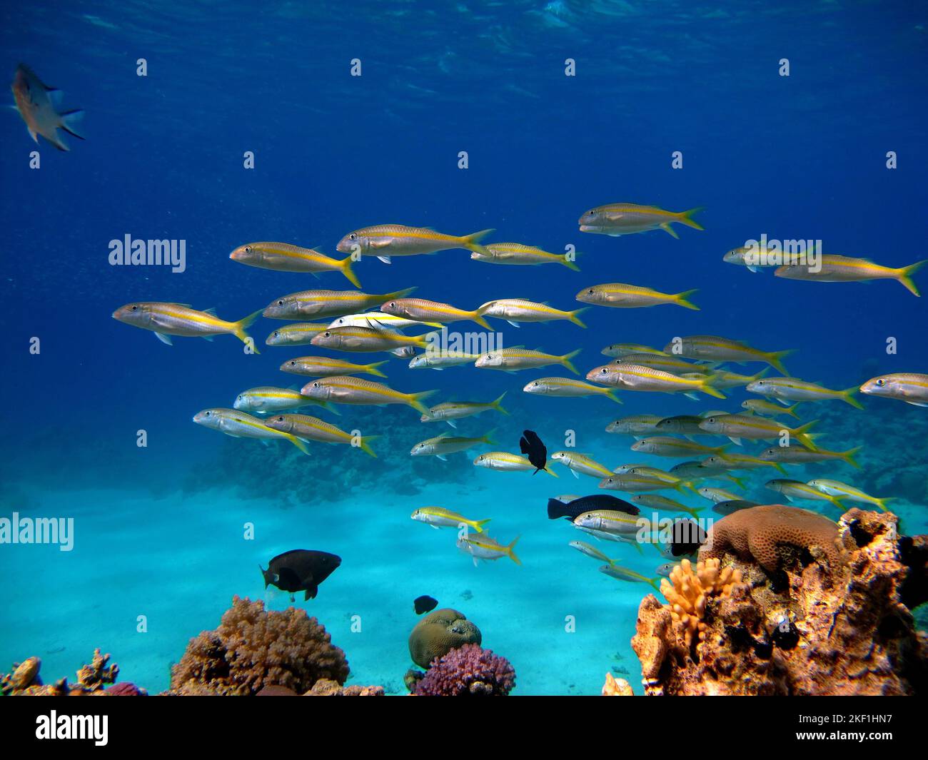 Beautiful fish on the reefs of the Red Sea. Beautiful, diverse and ...