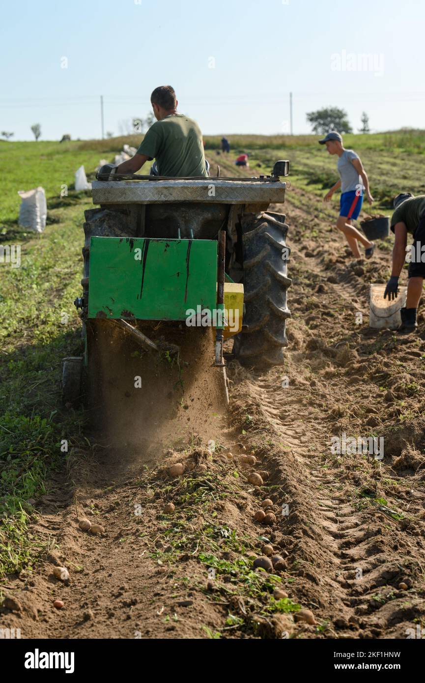 Harvesting in the village, harvesting potatoes with the help of a ...