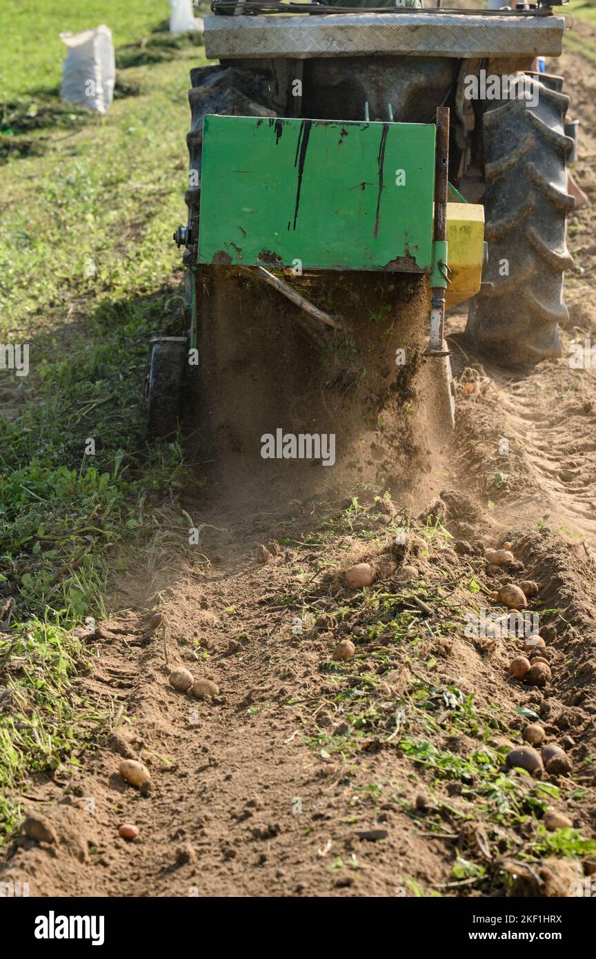 Harvesting in the village, harvesting potatoes with the help of a ...