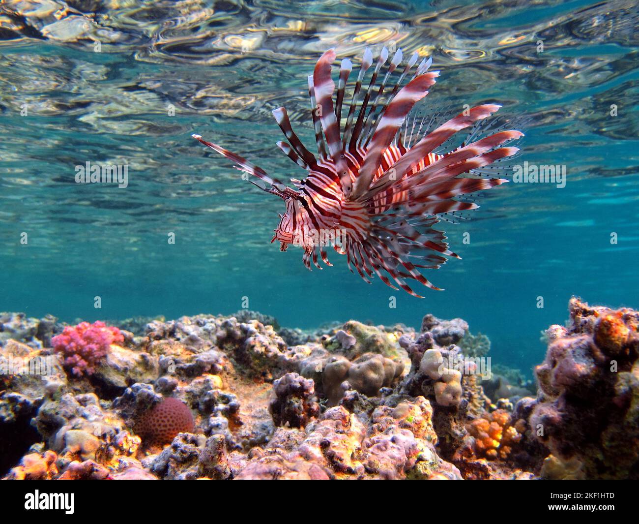Lion Fish in the Red Sea. Lion Fish in the Red Sea in clear blue water ...